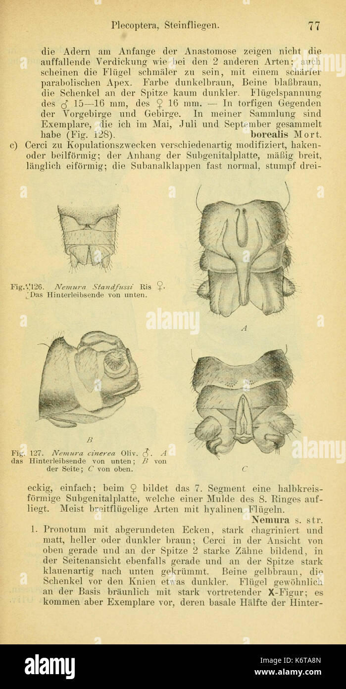 Ephemerida, Plecoptera, Lepidoptera (Page 77) BHL8222757 Stock Photo ...