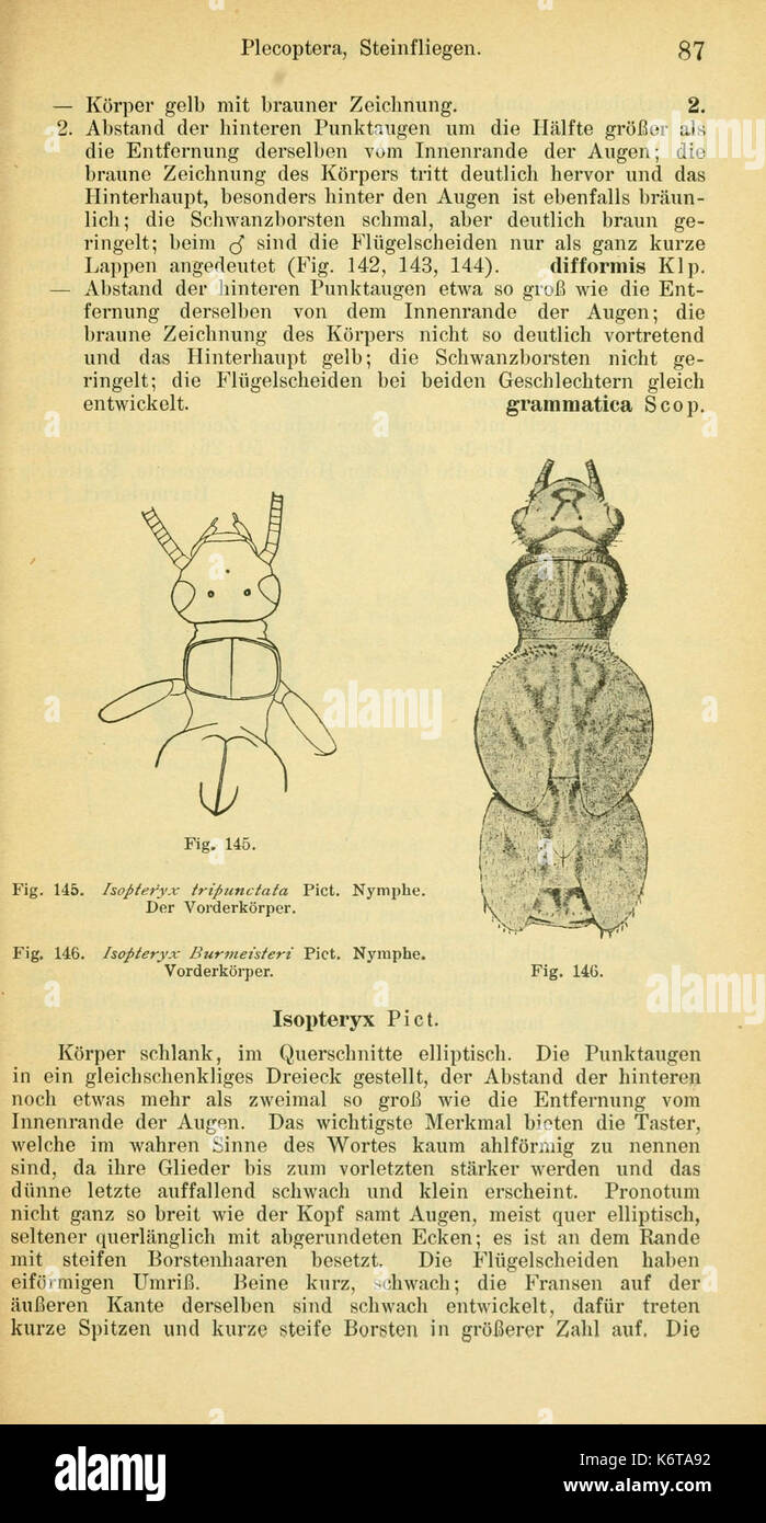 Ephemerida, Plecoptera, Lepidoptera (Page 87) BHL8222767 Stock Photo ...