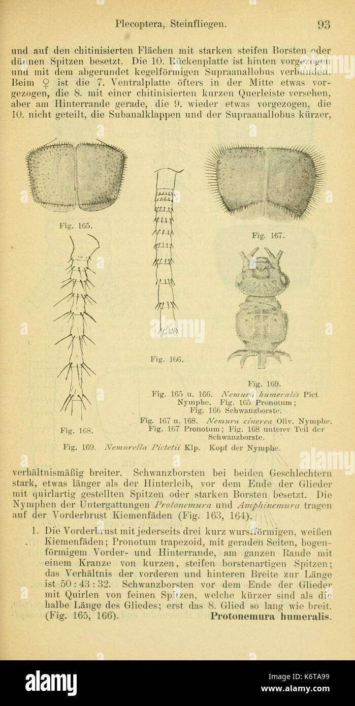 Ephemerida, Plecoptera, Lepidoptera (Page 93) BHL8222773 Stock Photo ...