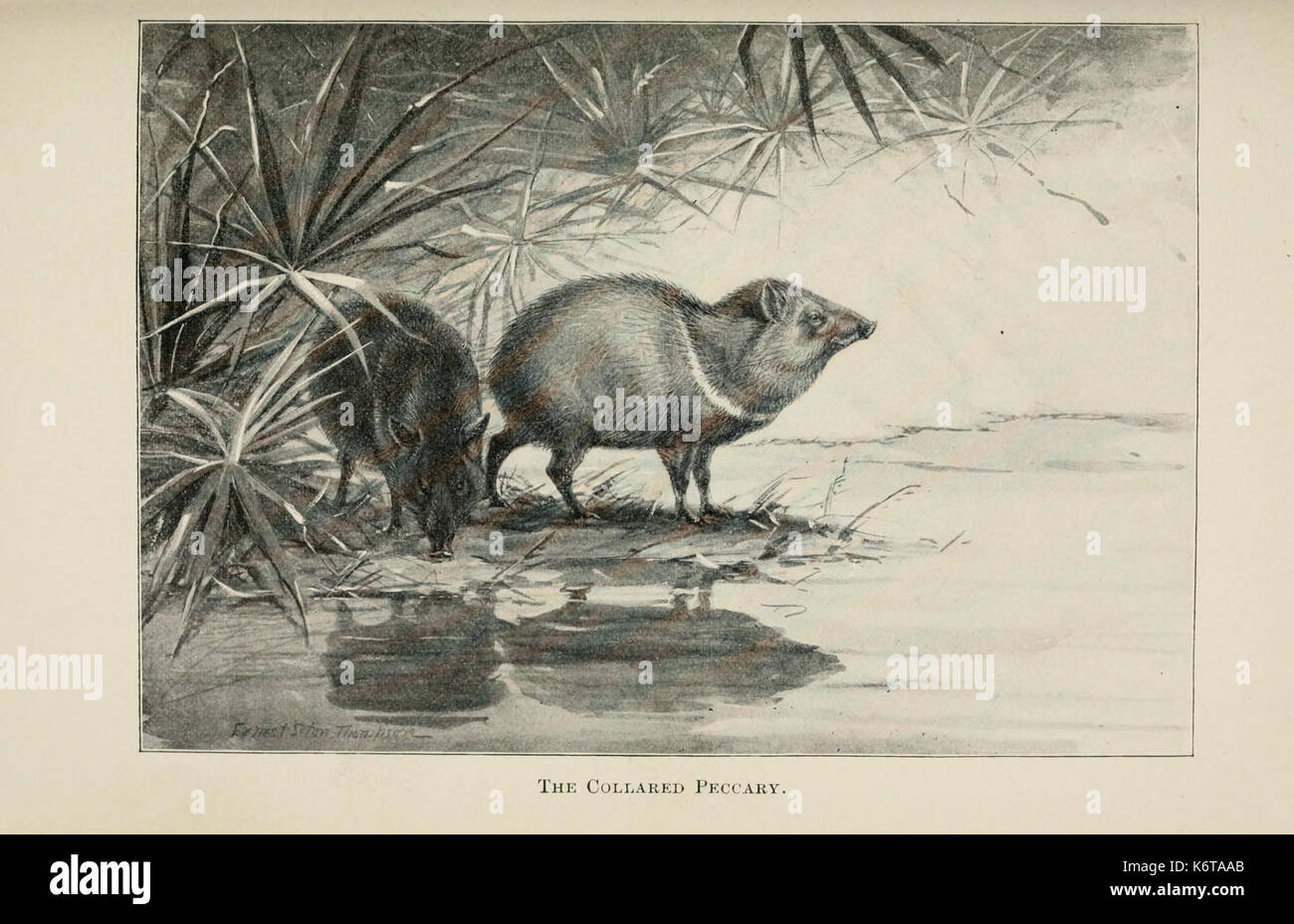 Four footed Americans and their kin (Plate 5) BHL9418183 Stock Photo ...
