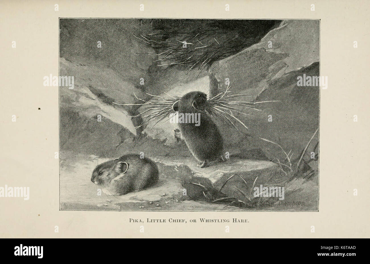 Four footed Americans and their kin (Plate 8) BHL9418253 Stock Photo ...