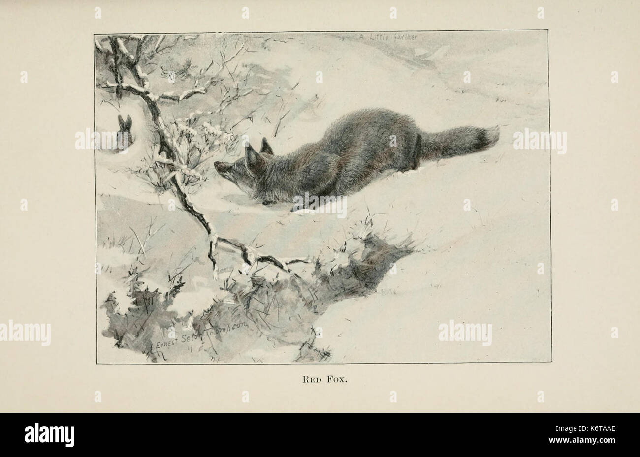 Four footed Americans and their kin (Plate 9) BHL9418259 Stock Photo ...