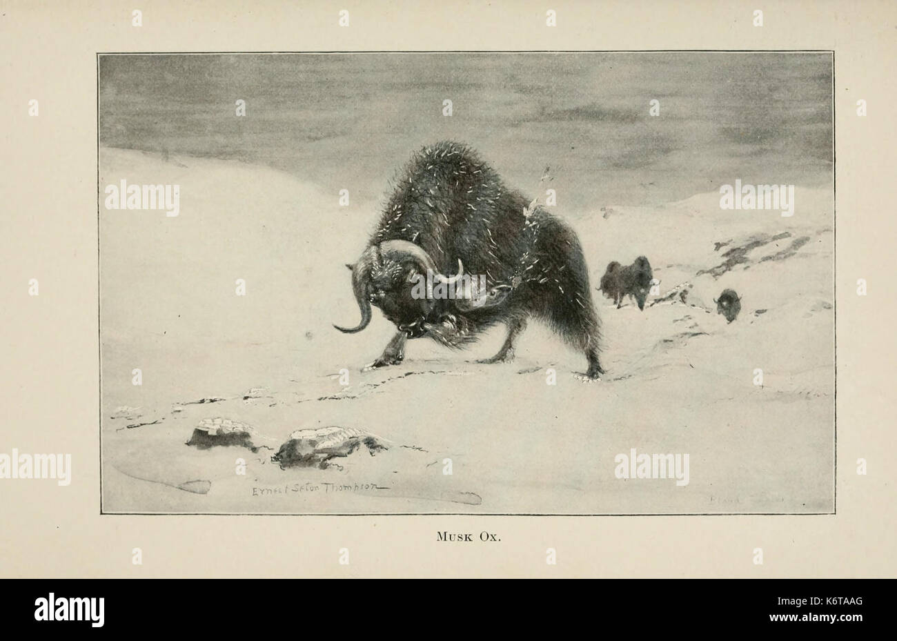 Four footed Americans and their kin (Plate 21) BHL9418403 Stock Photo ...