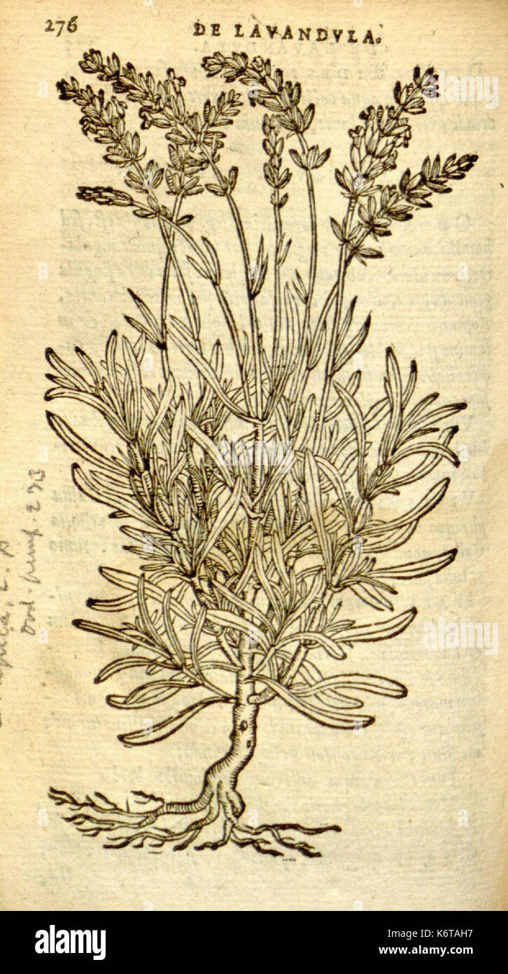 Florum, et coronarianum odoratarumque nonnullarum herbarum historia ...