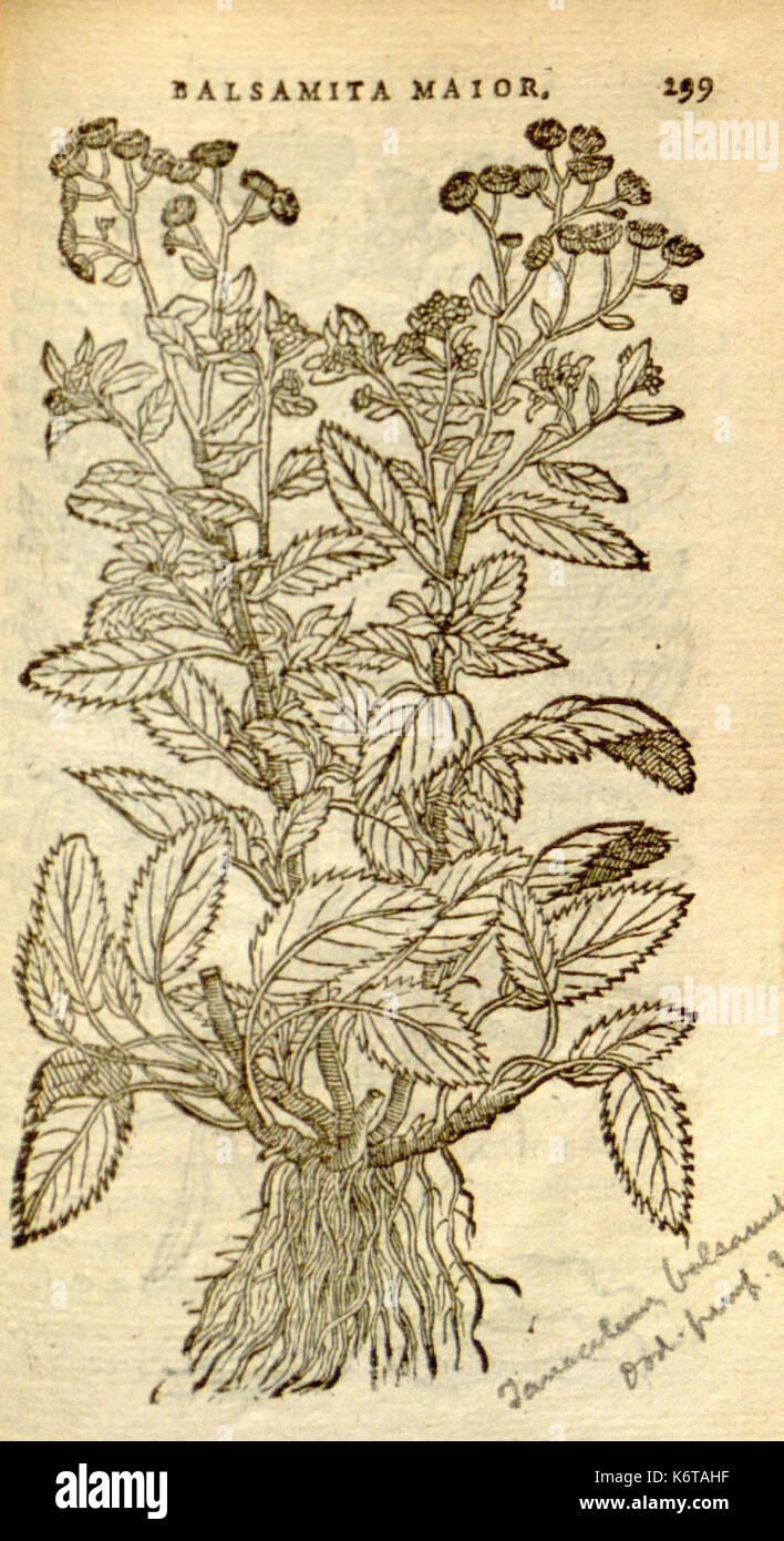 Florum, et coronarianum odoratarumque nonnullarum herbarum historia ...