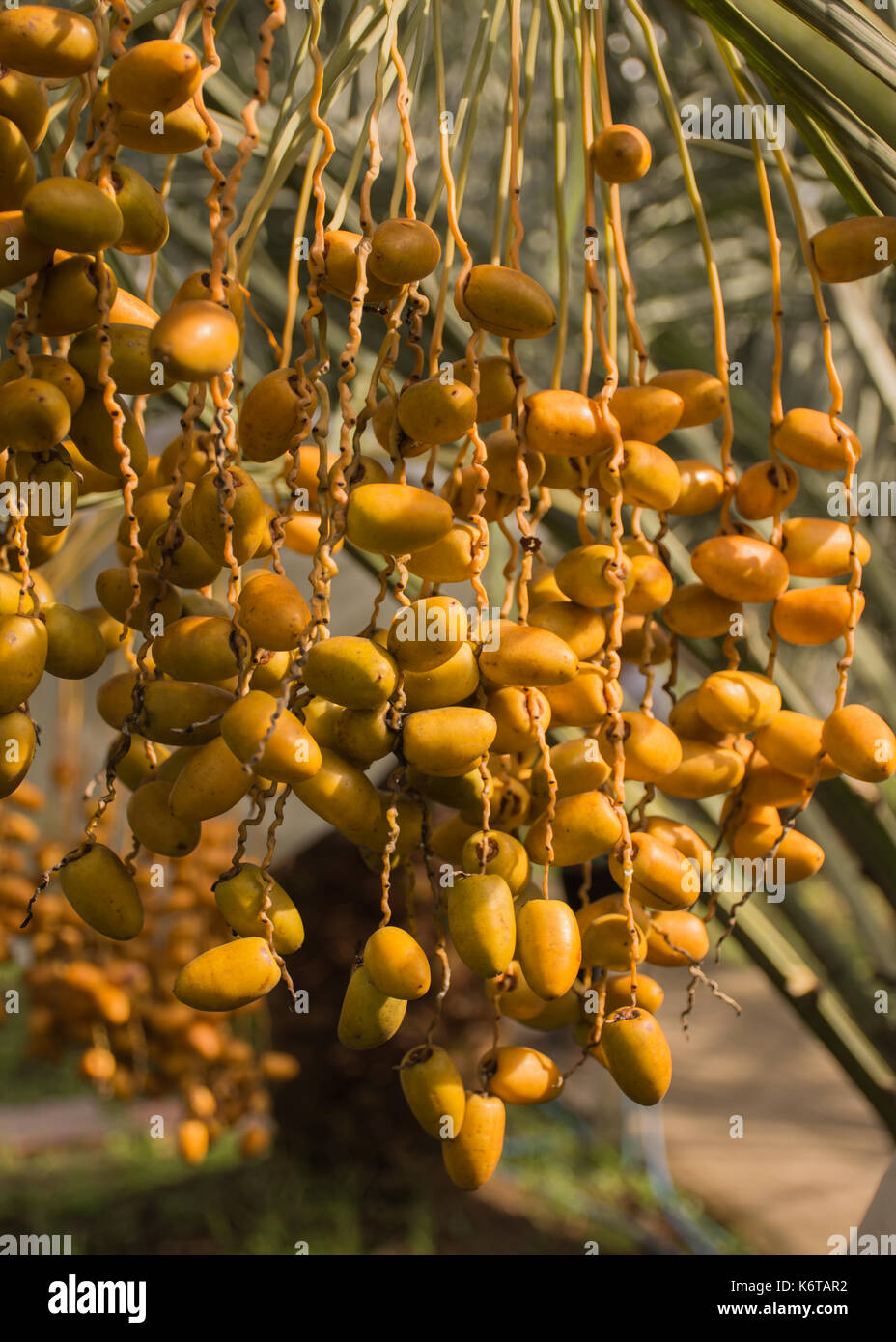 Healthy palm hi-res stock photography and images - Alamy