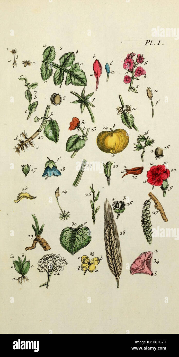 Pictorial flora hi-res stock photography and images - Alamy