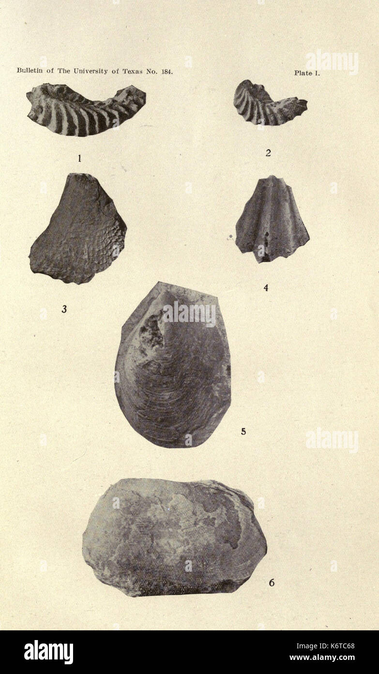 Fauna of the Buda limestone BHL17797693 Stock Photo - Alamy