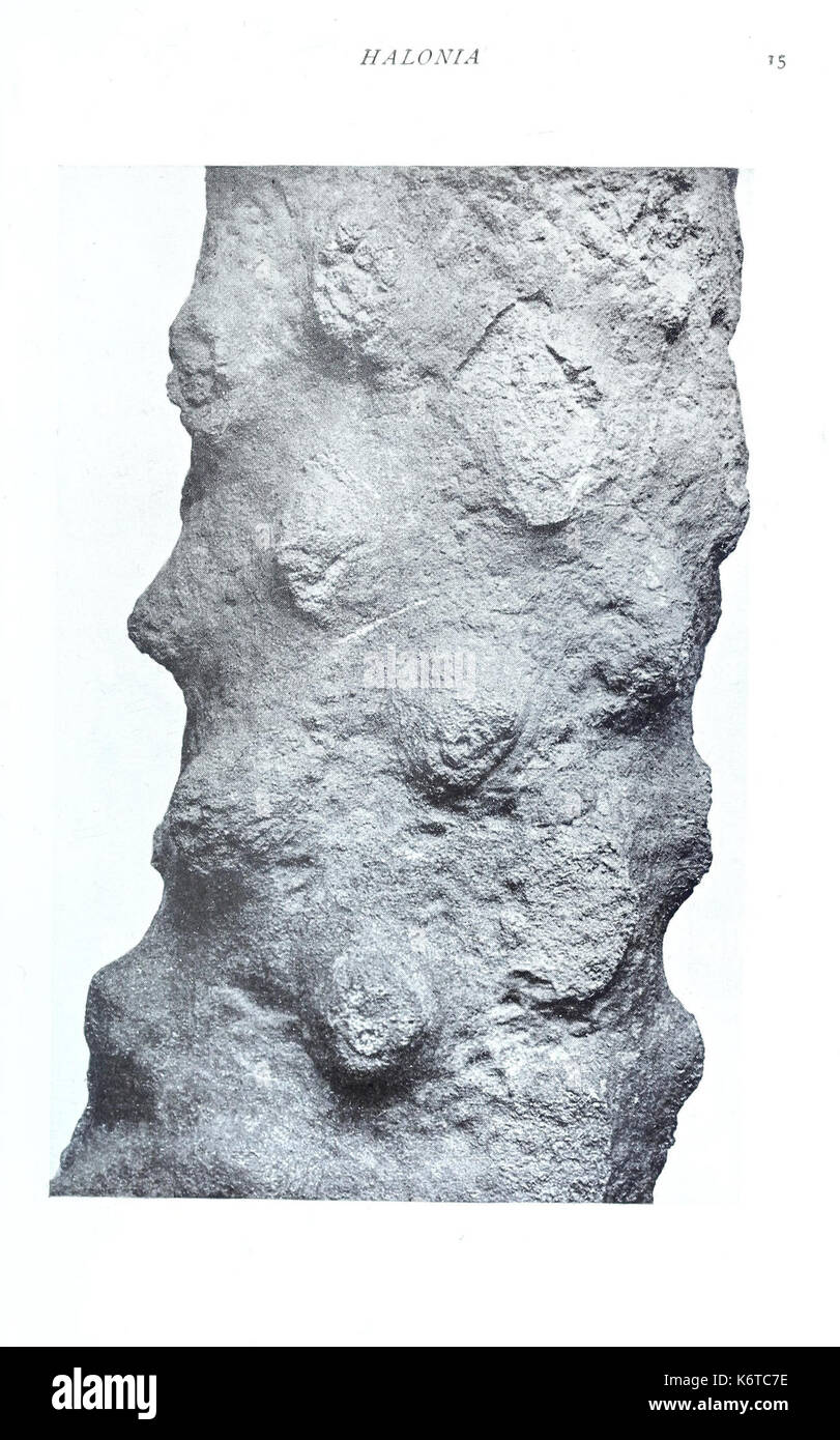 Fossil morphology Cut Out Stock Images & Pictures - Alamy