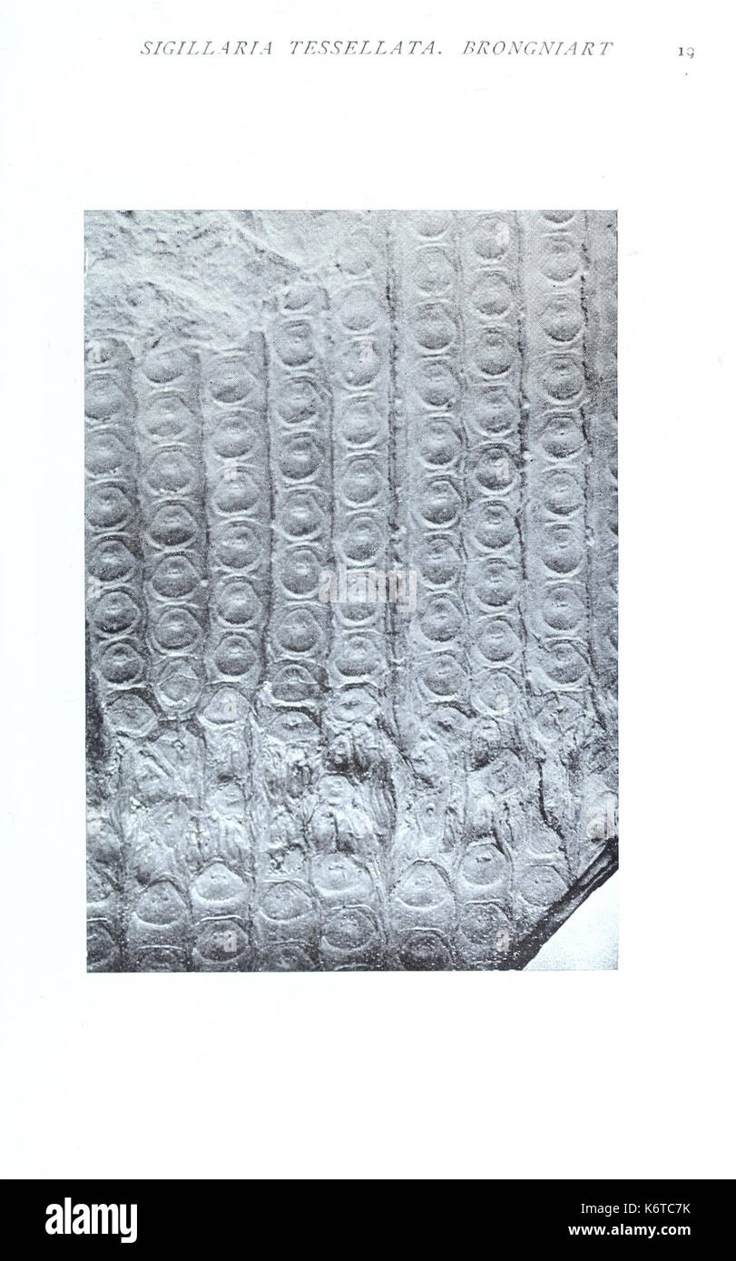 Botanical fossils Cut Out Stock Images & Pictures - Alamy