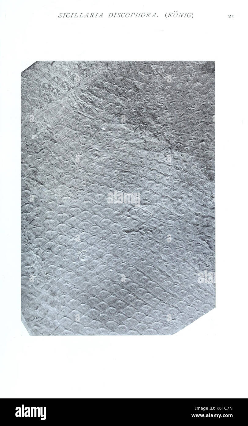 Botanical fossils Cut Out Stock Images & Pictures - Alamy