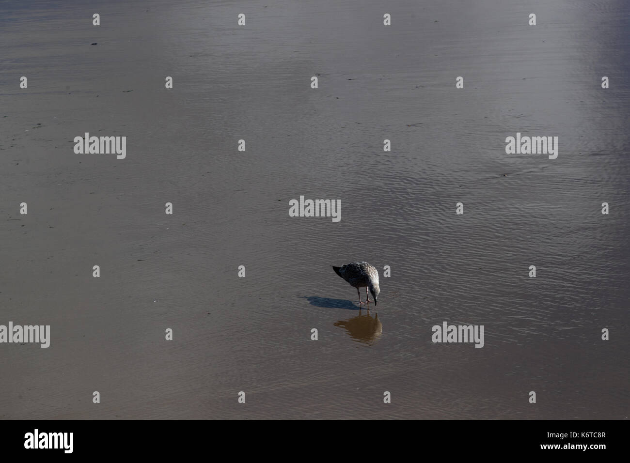 Bird in storm hi-res stock photography and images - Alamy