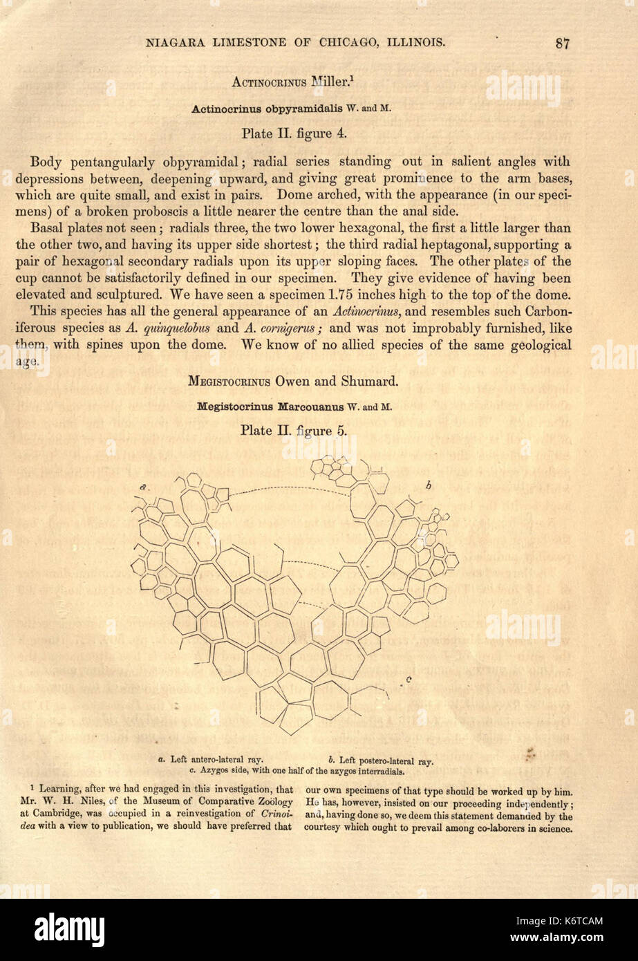 Enumeration of fossils collected in Niagara limestone at Chicago ...