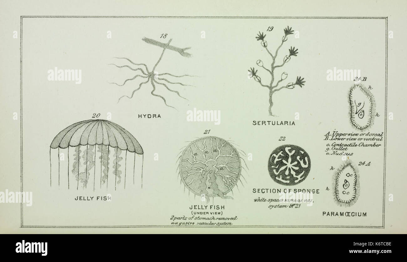 Evolution of life (Plate (3)) BHL34391775 Stock Photo - Alamy