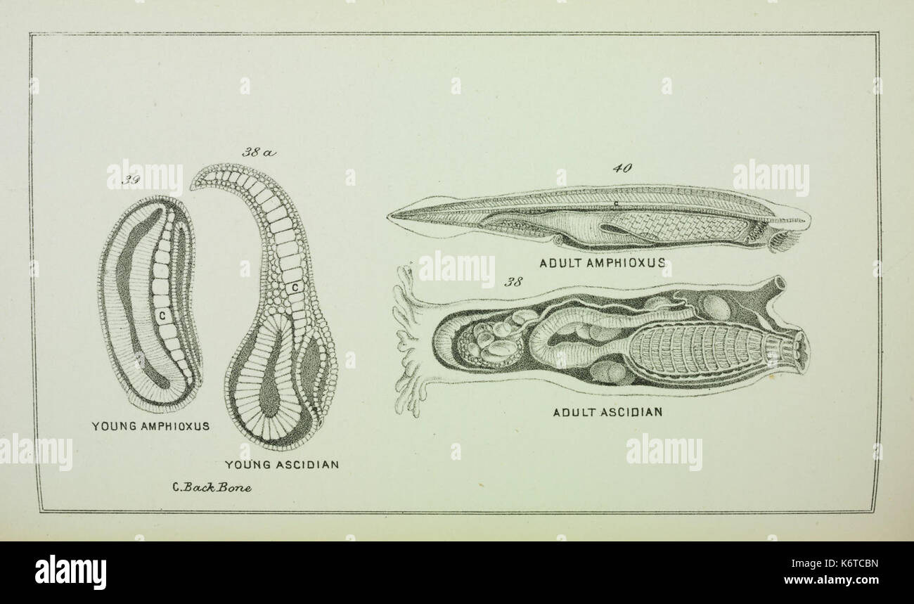 Evolution of life (Plate (6)) BHL34391792 Stock Photo - Alamy