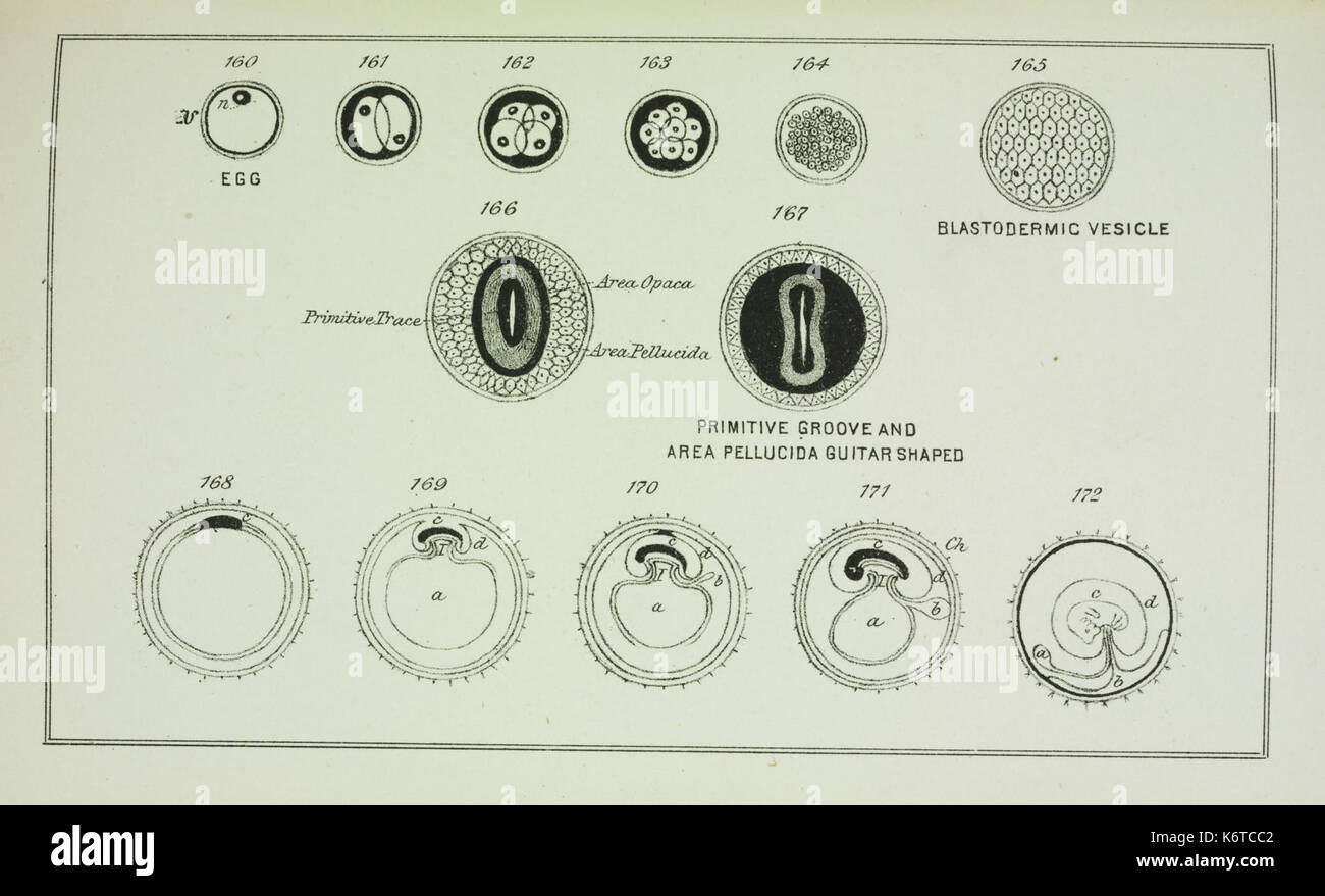 Evolution of life (Plate (22)) BHL34391950 Stock Photo - Alamy