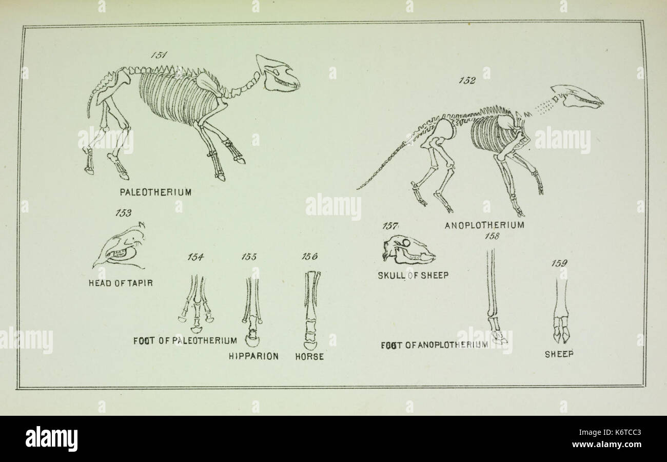 Evolution of life (Plate (21)) BHL34391945 Stock Photo - Alamy