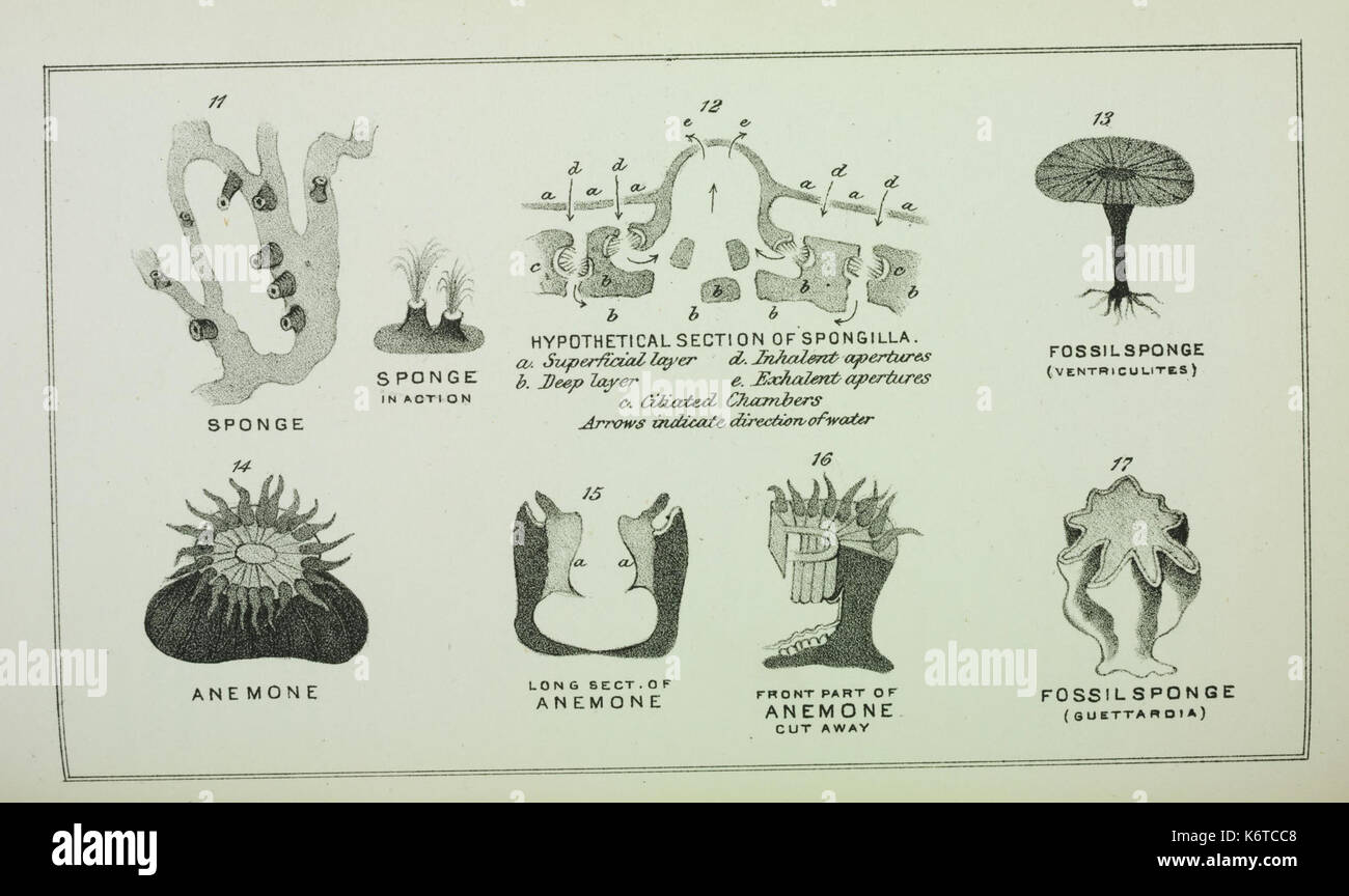 Evolution of life (Plate (2)) BHL34391810 Stock Photo - Alamy