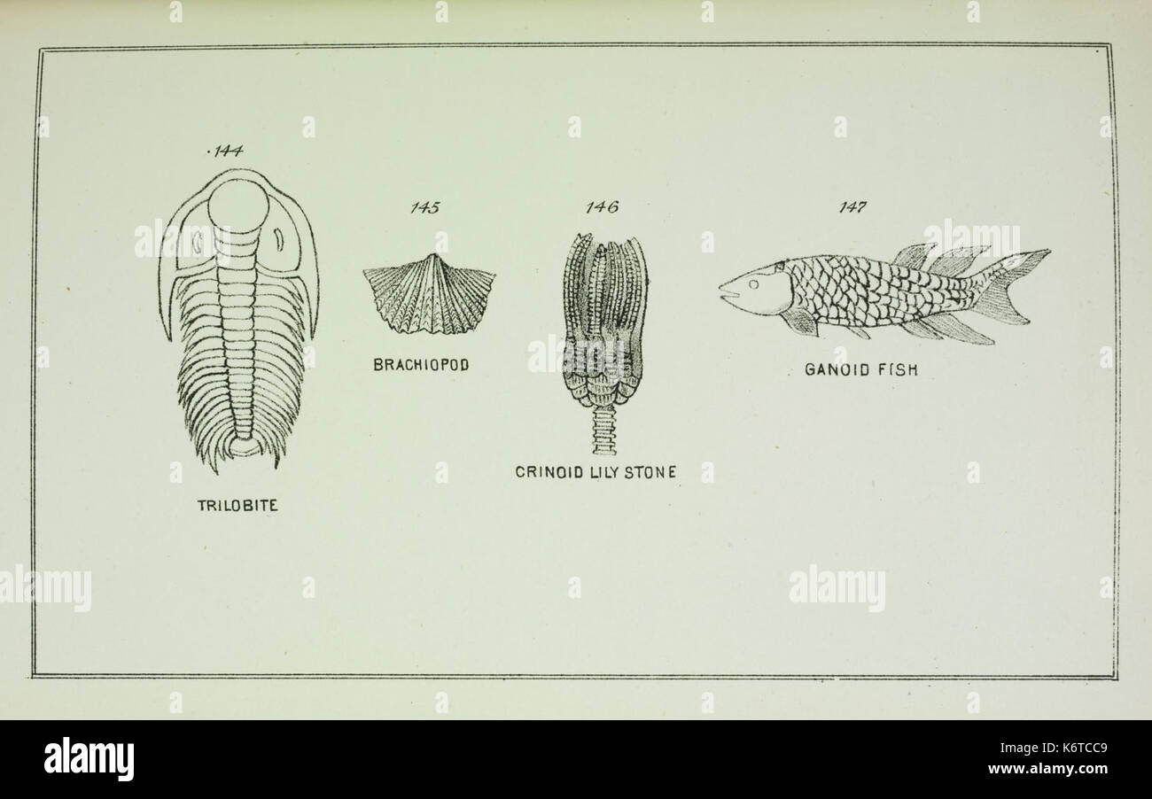 Evolutionary forms hi-res stock photography and images - Alamy