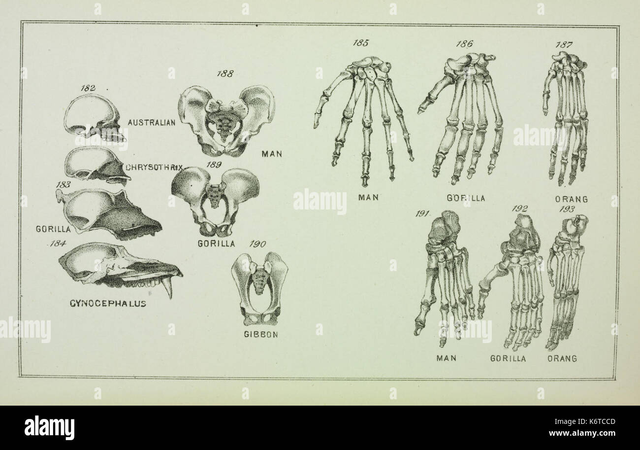 Evolution of life (Plate (24)) BHL34391992 Stock Photo - Alamy