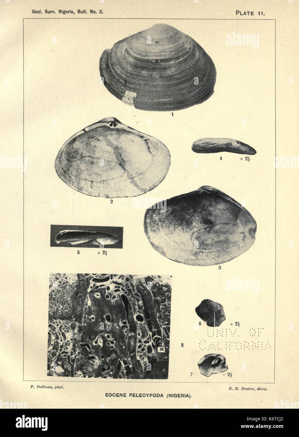 Molluscan habitats hi-res stock photography and images - Alamy