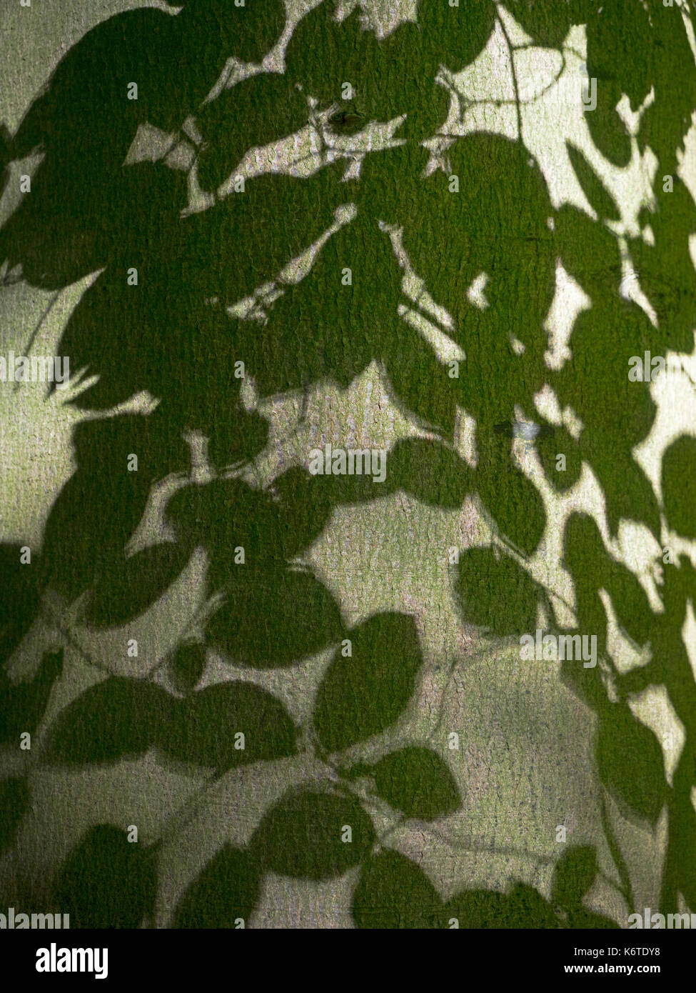 Shadows on tree trunk hi-res stock photography and images - Alamy