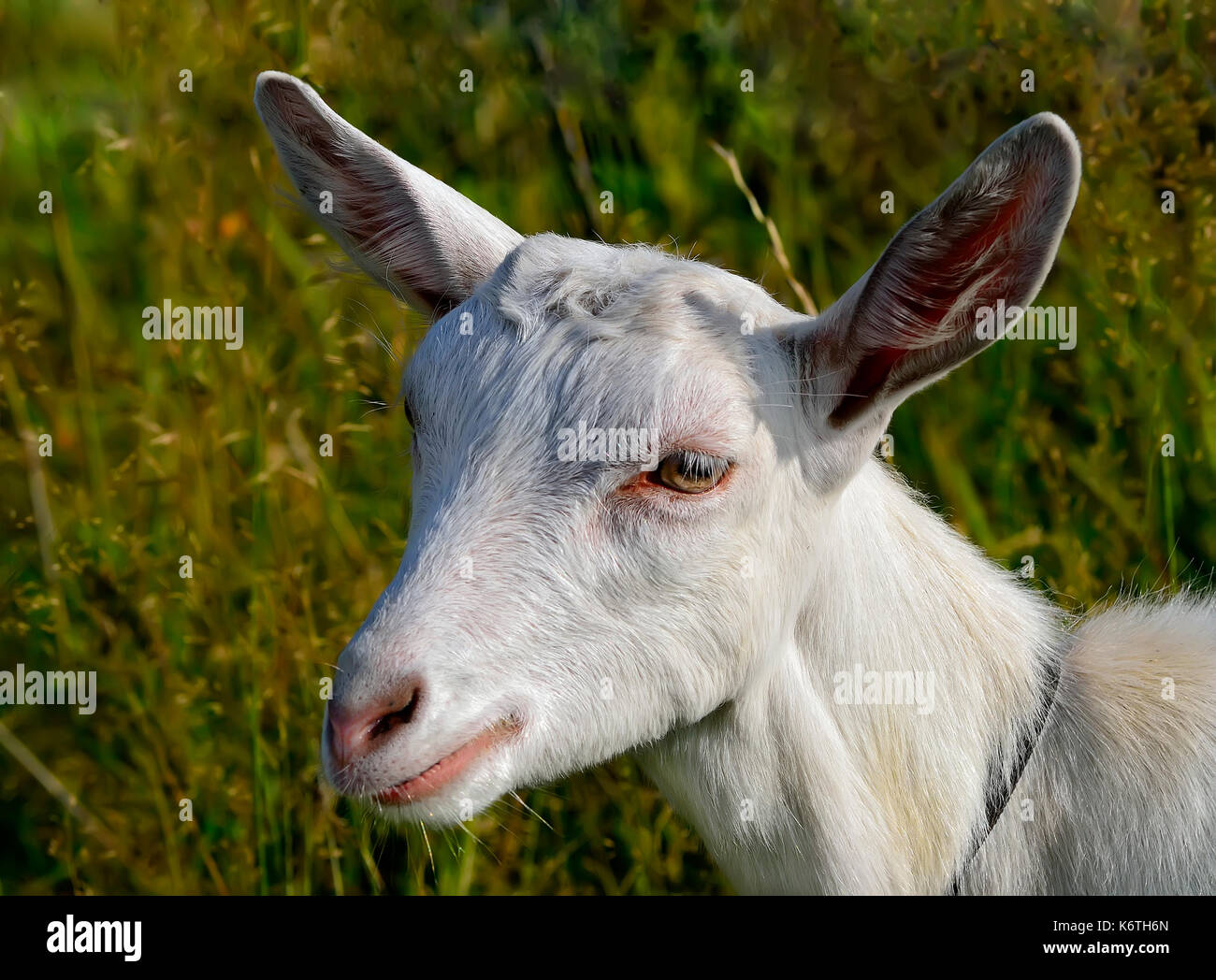 Friendly mammals hi-res stock photography and images - Alamy
