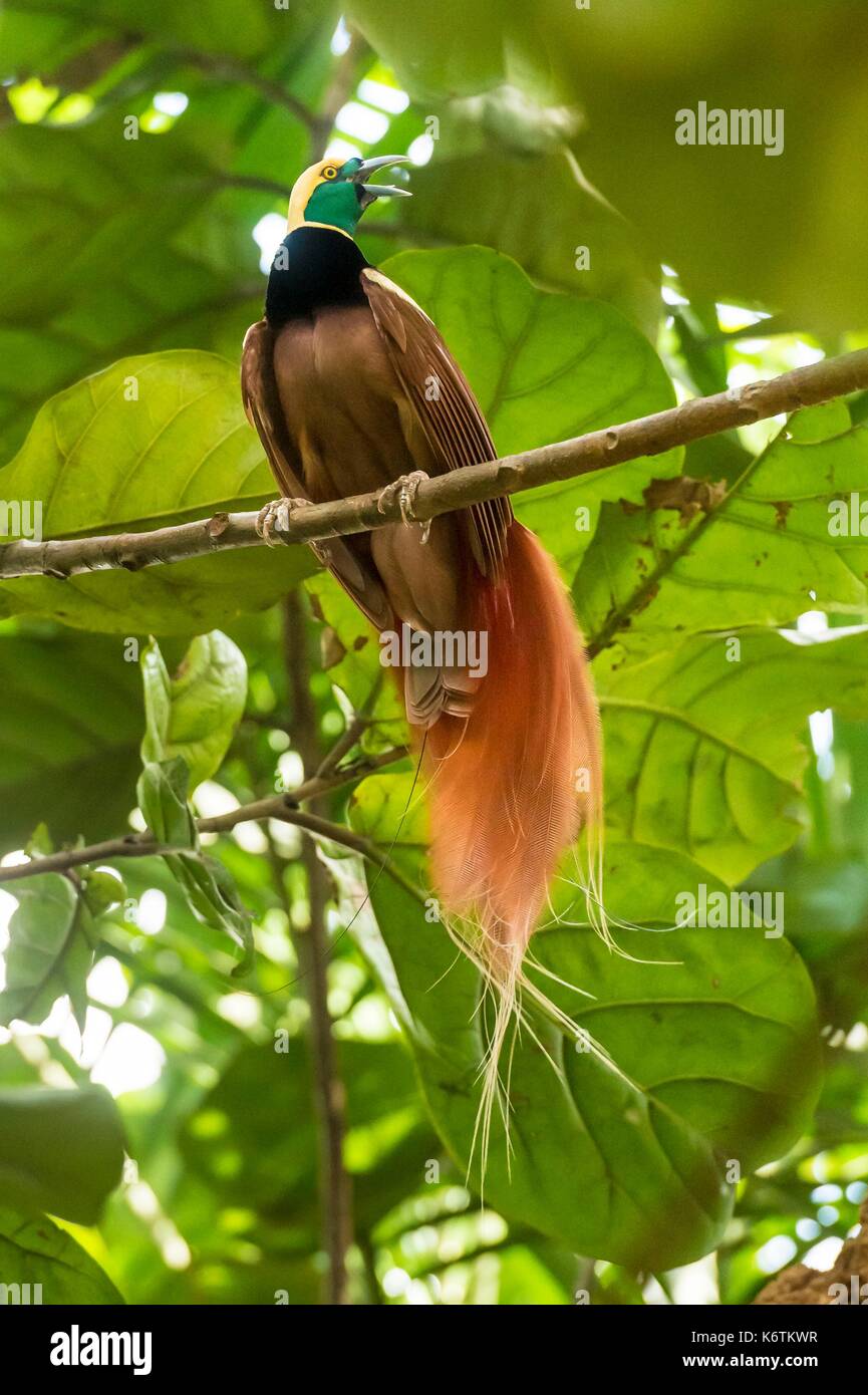 Papua New Guinea, National Capitale district, Port Moresby, Bird of ...
