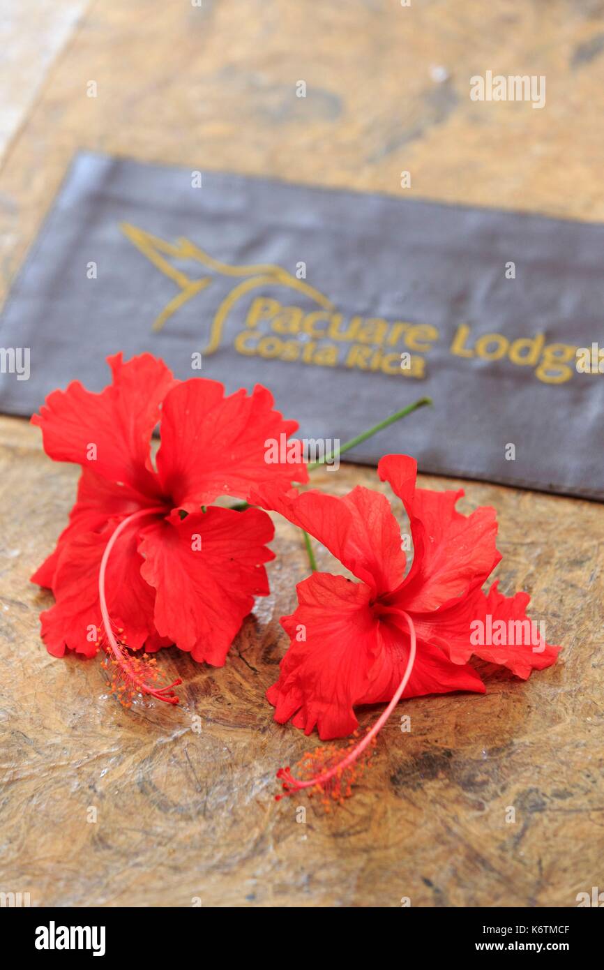 Costa Rica, Limon province, Limon, Pacuare Lodge, Hibiscus Flowers ...