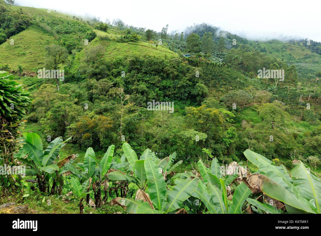 Costa Rica, San Jose province, Cedral, Coopecedral, coffee coopŽrative ...
