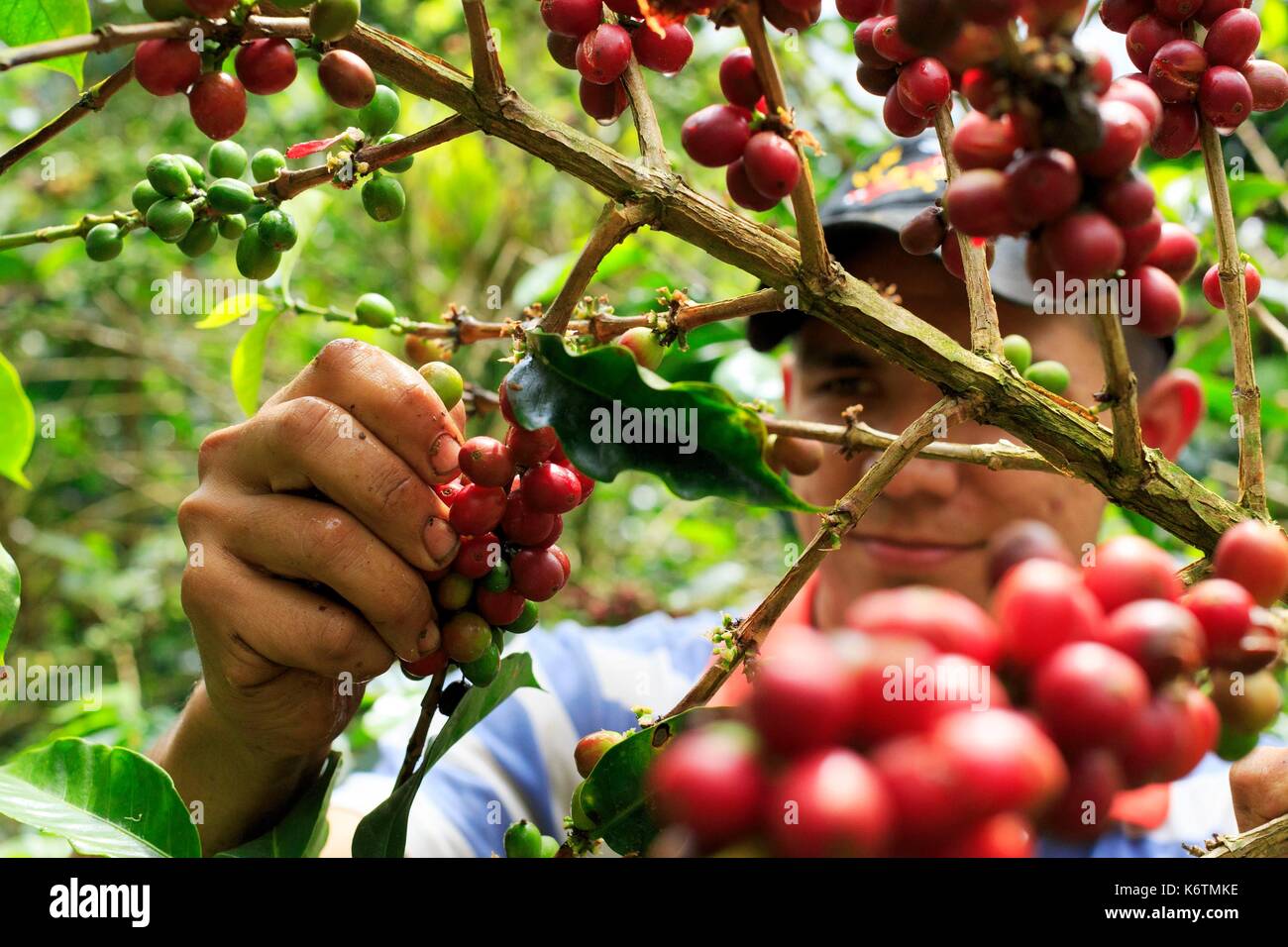 Costa Rica, San Jose province, Cedral, Coopecedral, coffee coopŽrative ...