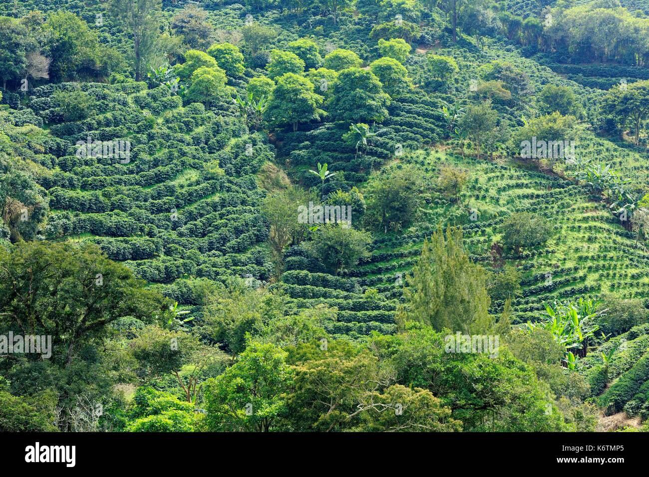 Costa Rica, Alajuela province, San Isidro, coffee plantation Stock Photo - Alamy