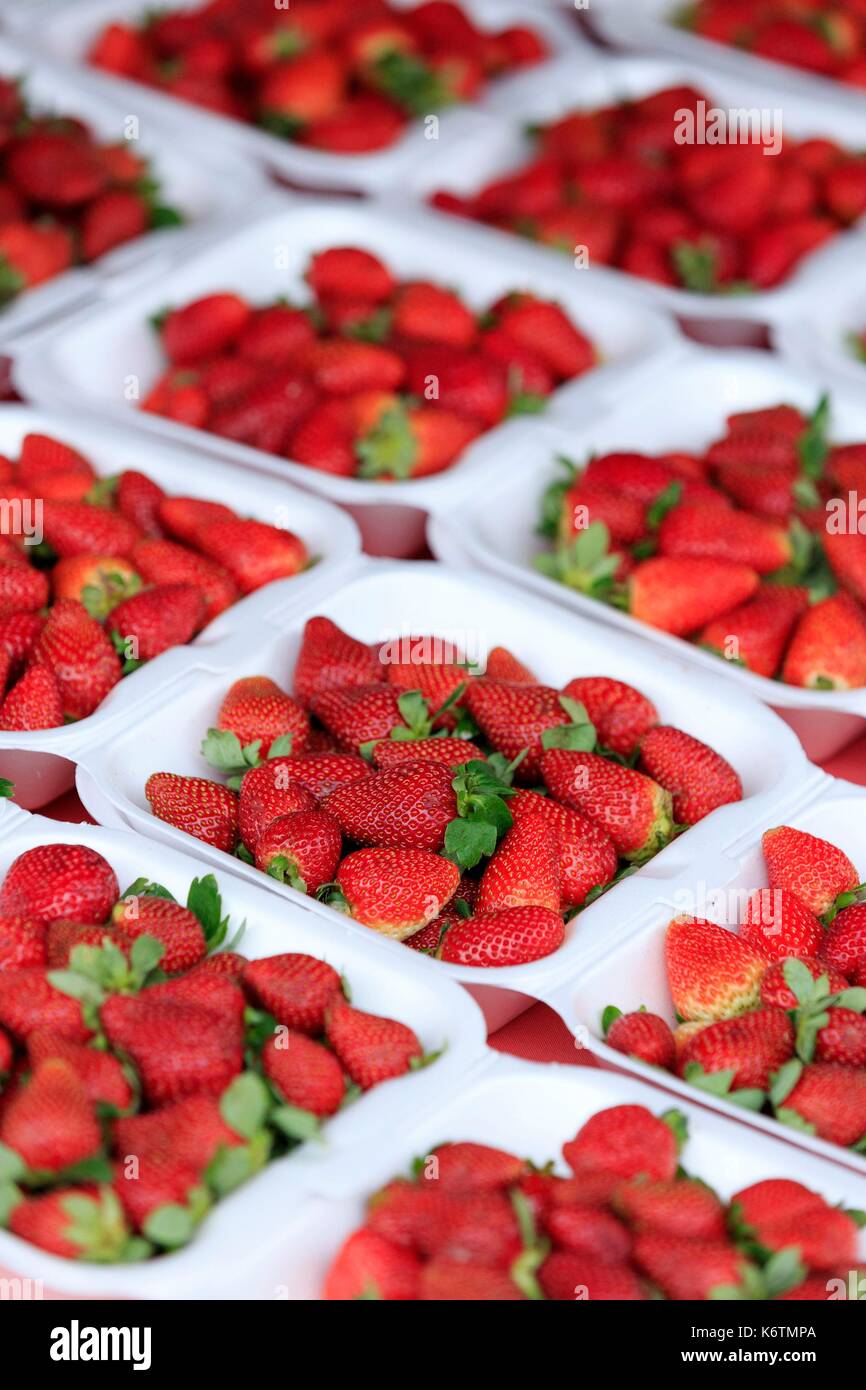 Costa Rica, Alajuela province, San Isidro, strawberry seller Stock ...