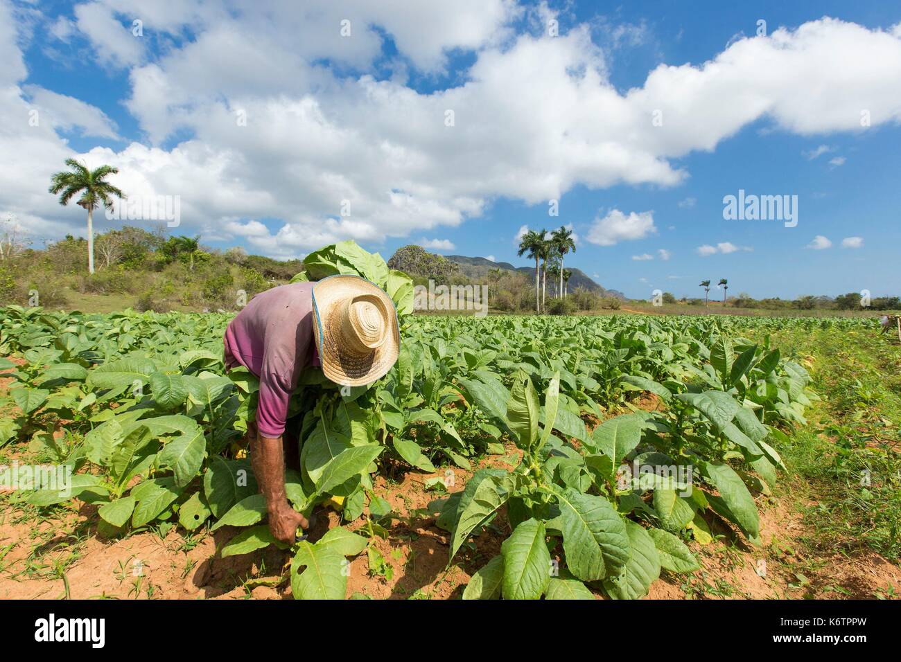 Cuba, Pinar del Rio province, Vinales, Vinales valley, Vinales National ...