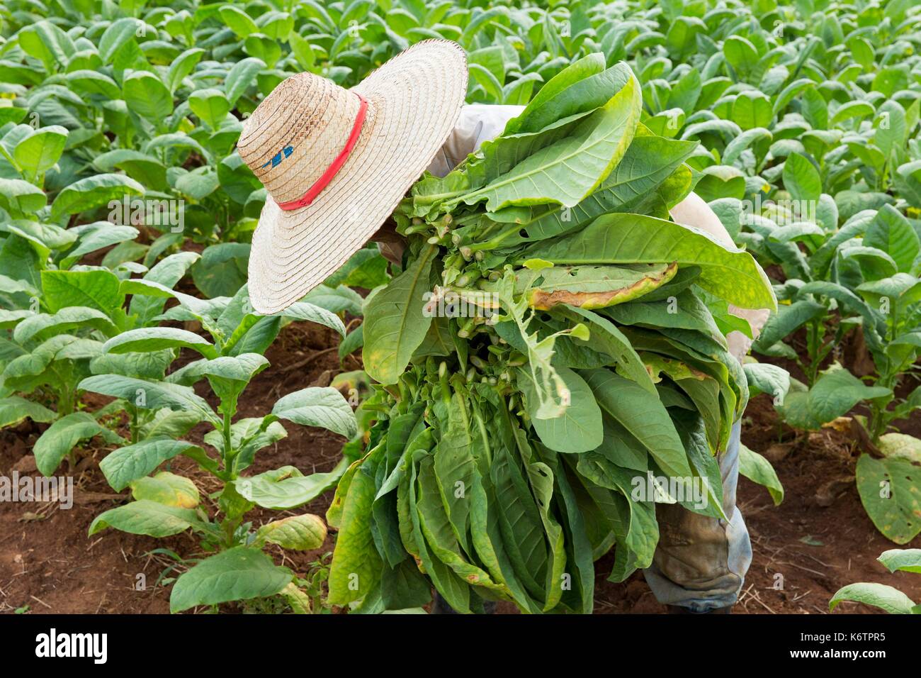 Cuba, Pinar del Rio province, Vinales, Vinales valley, Vinales National ...