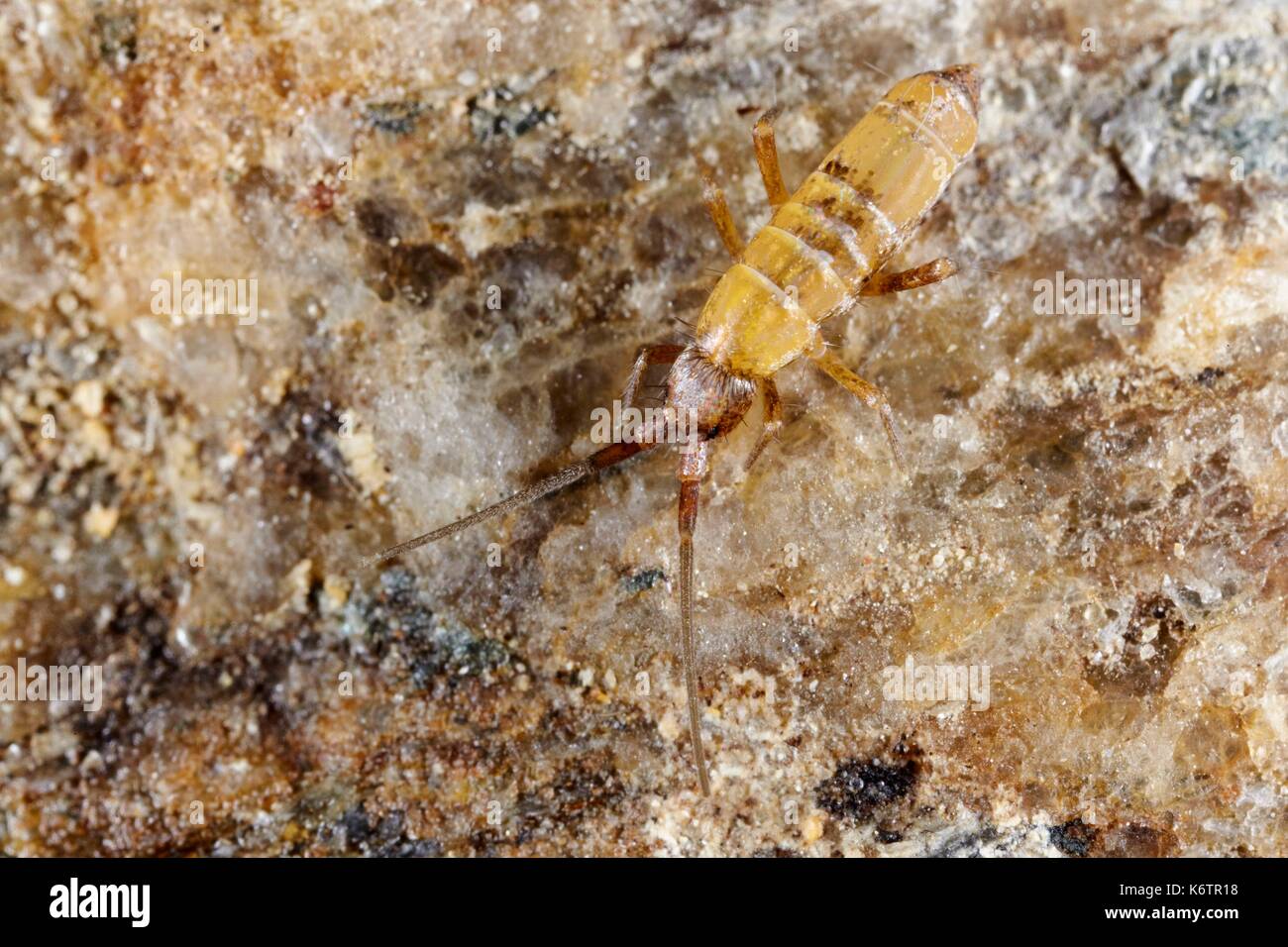 Entomobryomorpha hi-res stock photography and images - Alamy