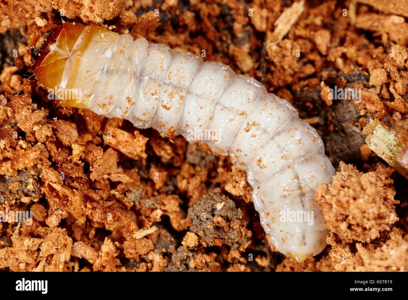 Cerambycidae Larvae