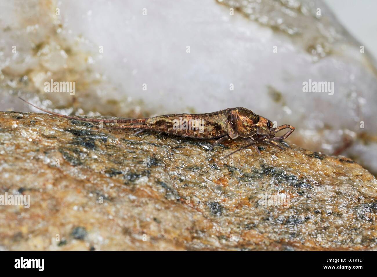 France, Morbihan, Archaeognatha (Thysanura), Machilidae, Bristletails ...