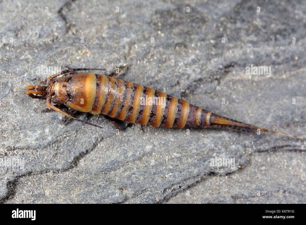 Archaeognatha hi-res stock photography and images - Alamy