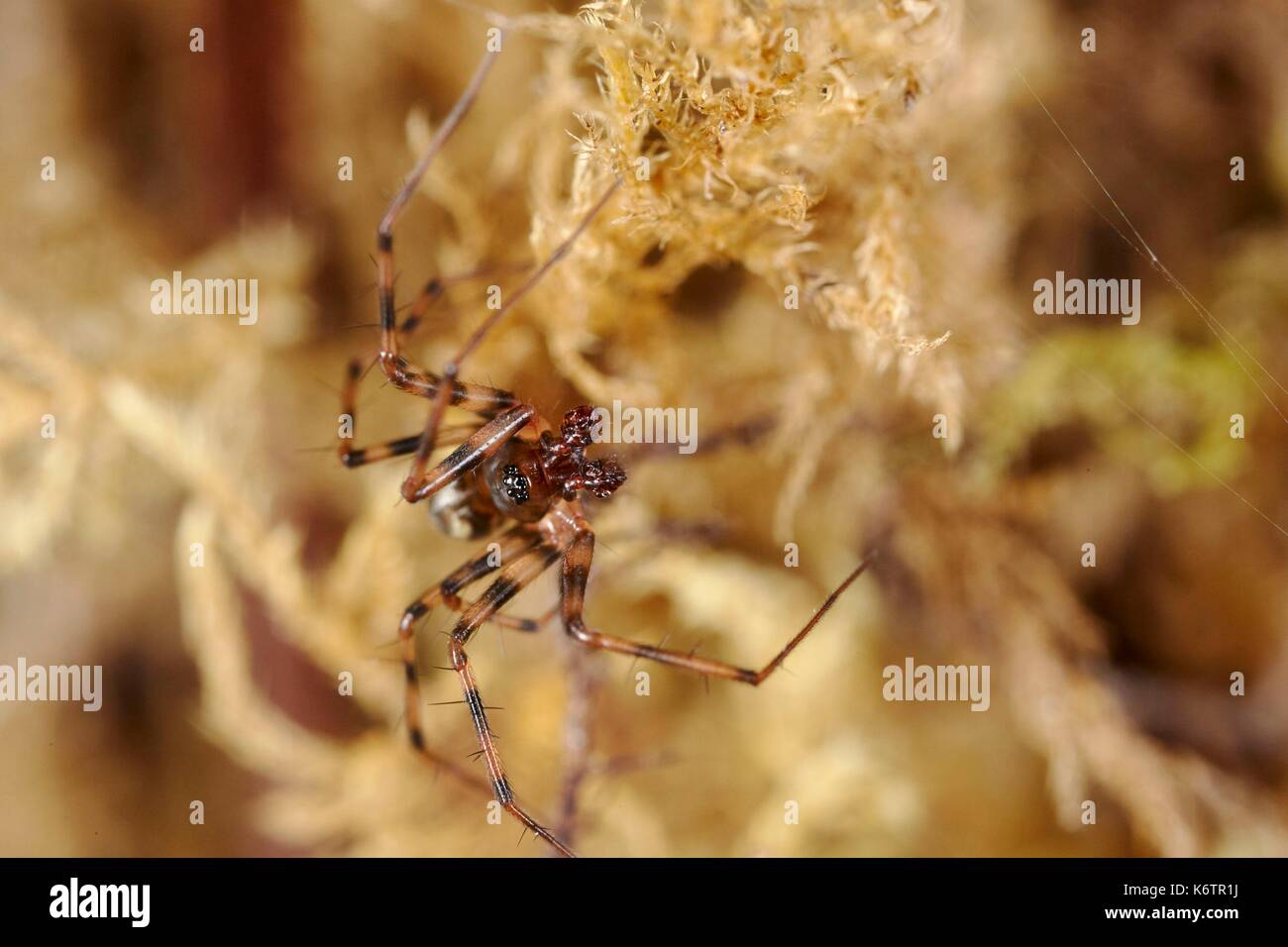 Weaver linyphia triangularis hi-res stock photography and images - Alamy