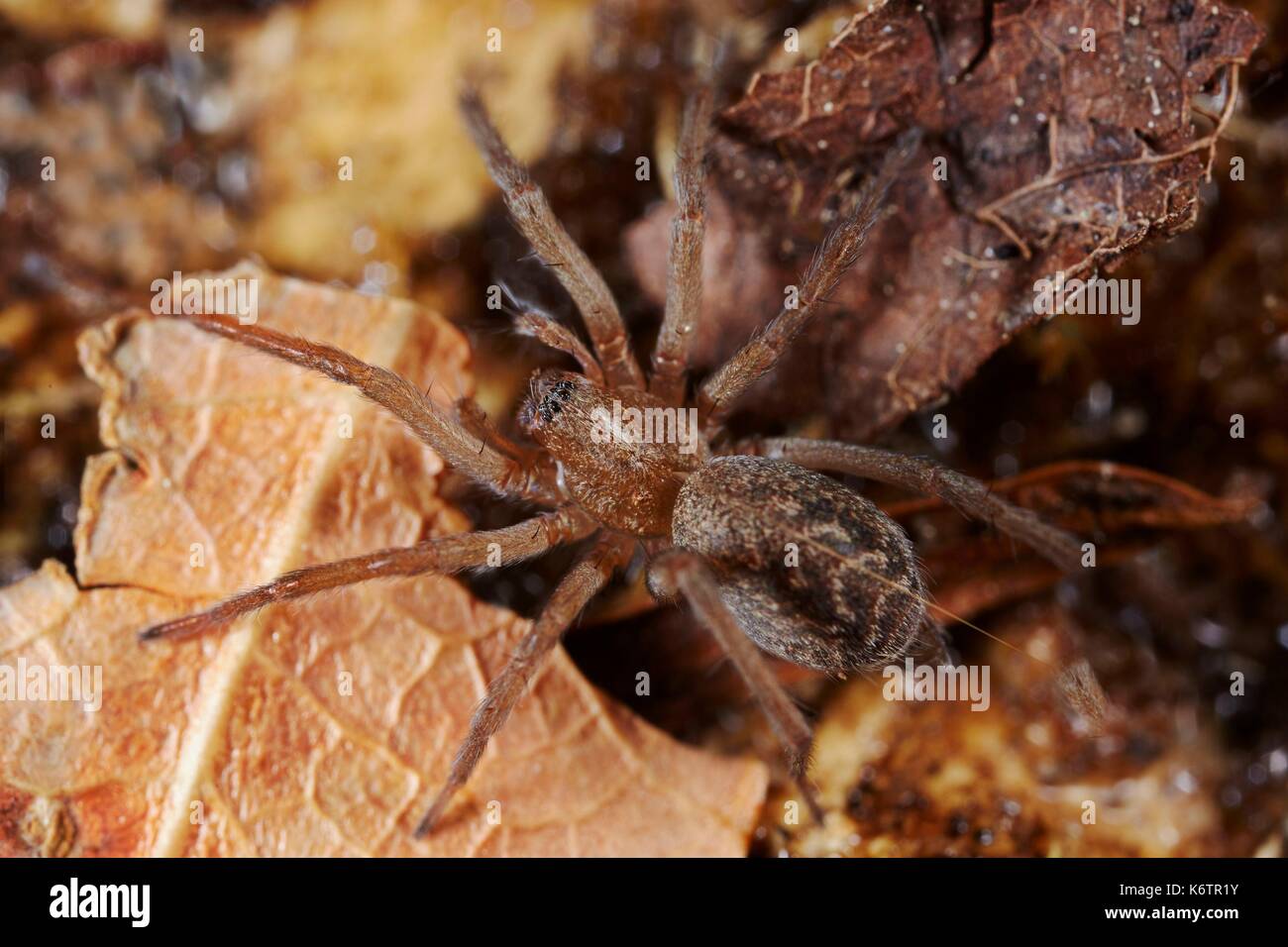 Labyrinth spider hi-res stock photography and images - Alamy