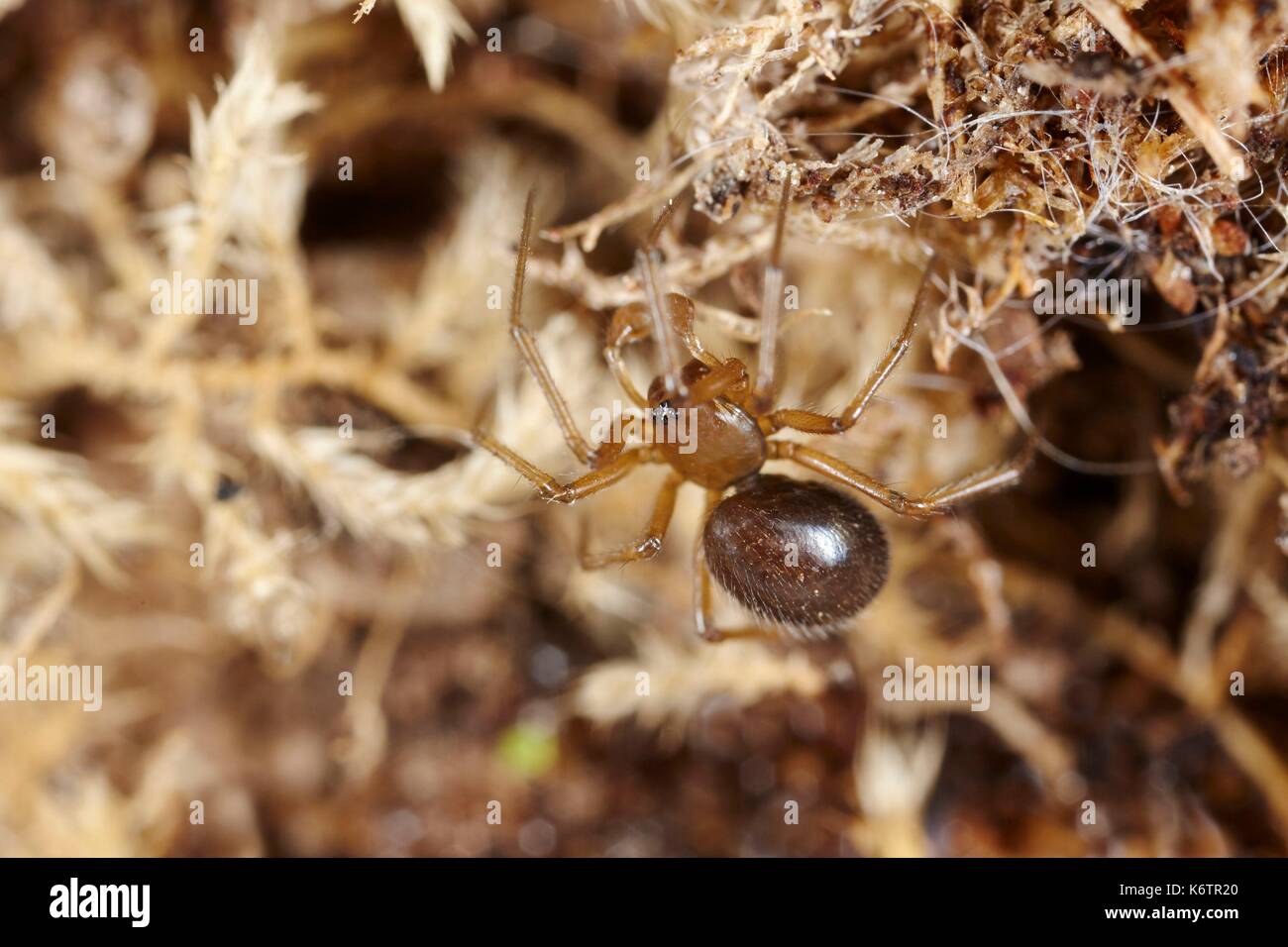 Erigone spider linyphiidae hi-res stock photography and images - Alamy