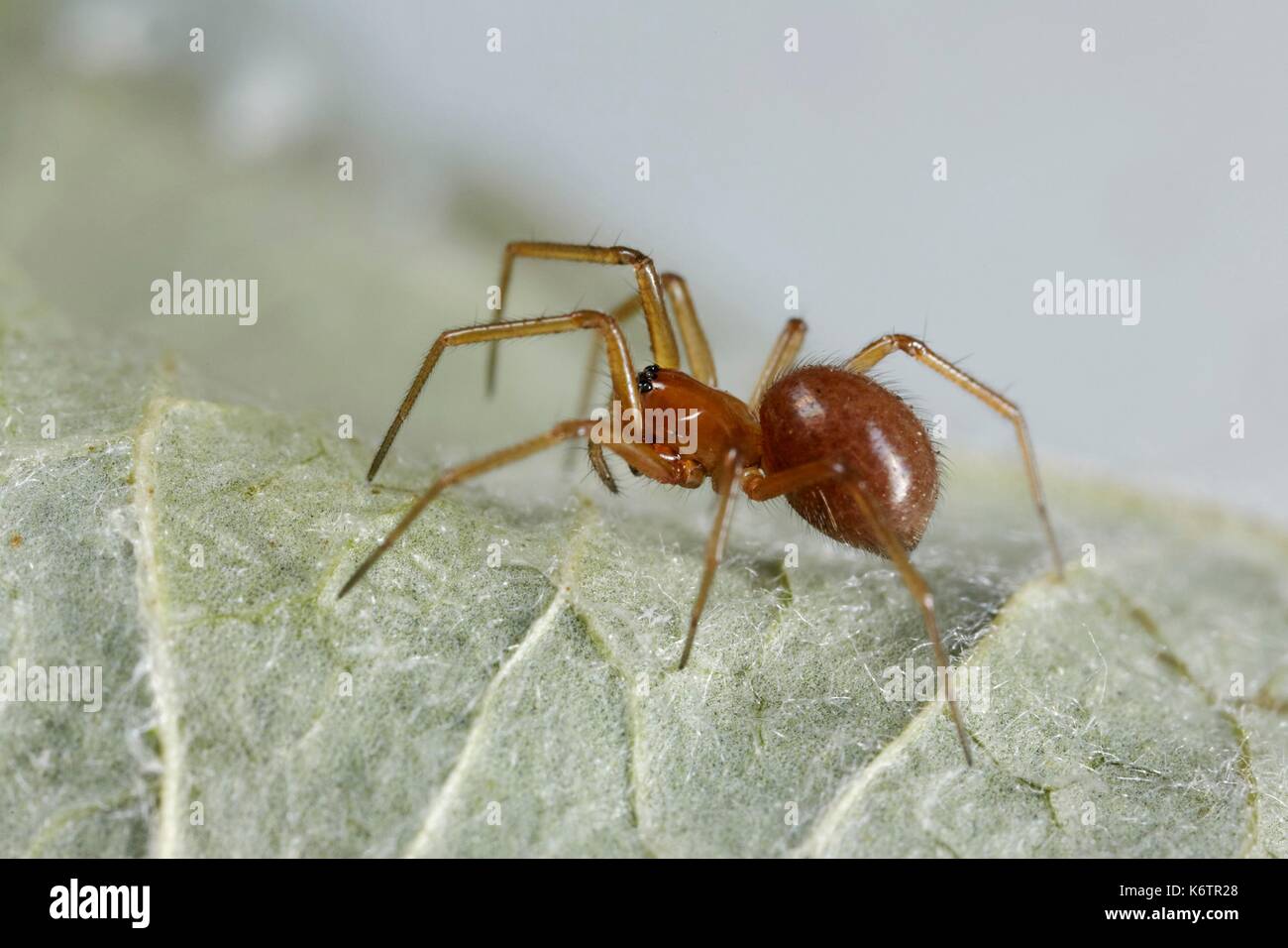 Erigone spider hi-res stock photography and images - Alamy