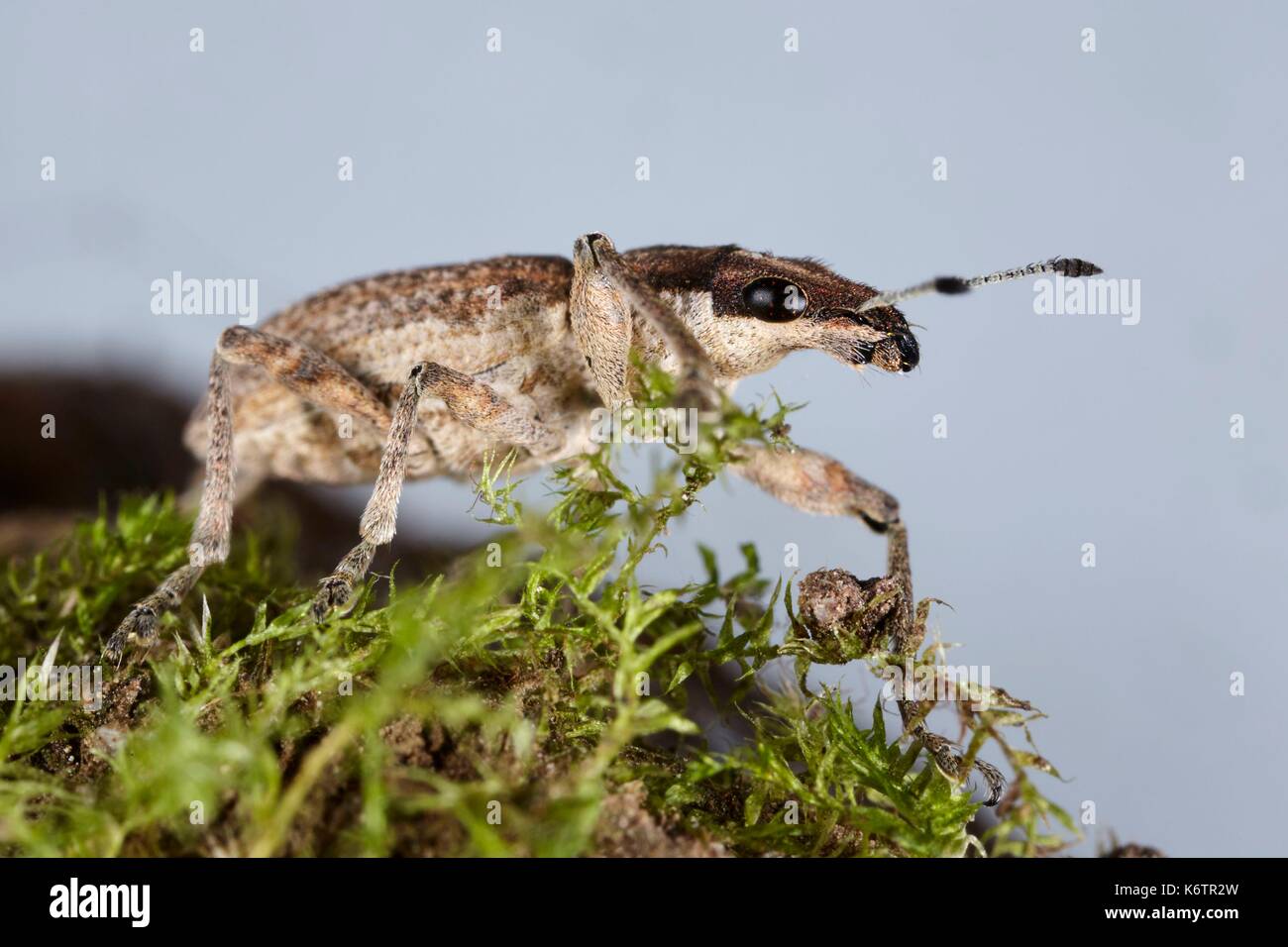 France, Morbihan, Coleoptera, Curculionidae, Weevil or Snout Beetle ...