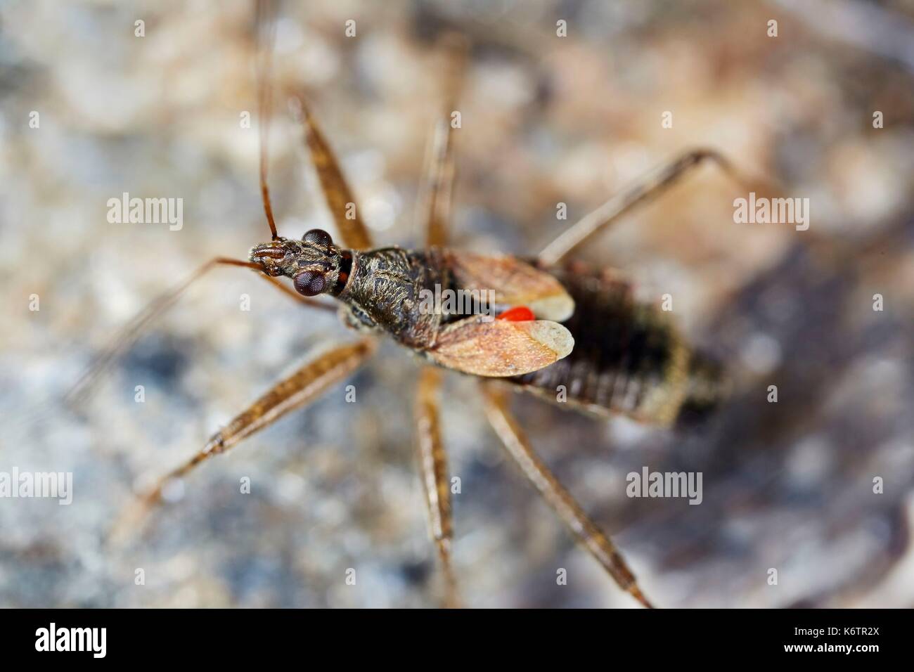 France, Morbihan, Hemiptera, Nabidae, Tree damsel Bug (Himacerus ...