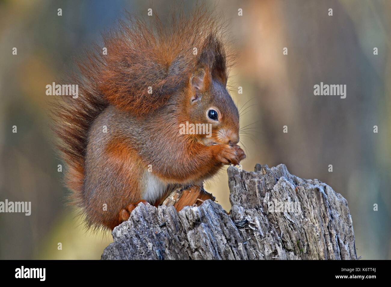 France, Doubs, red squirrel on an old root Stock Photo - Alamy