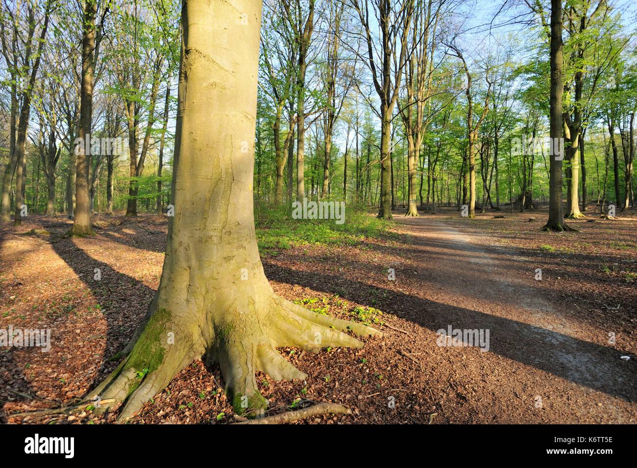 France, Nord, Saint Amand les Eaux, national forest, tree trunk Stock ...