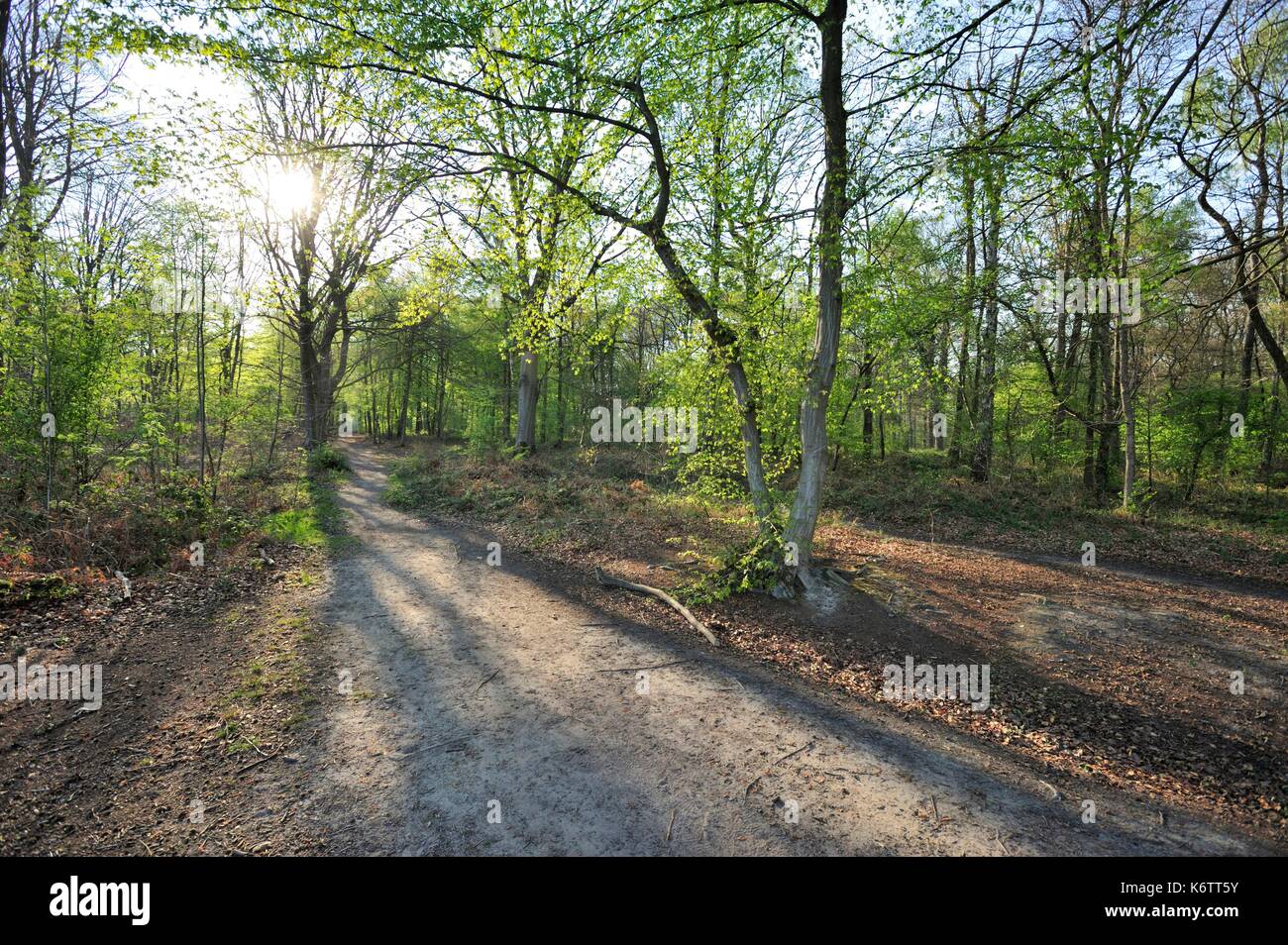 France, Nord, Saint Amand les Eaux, national forest Stock Photo - Alamy