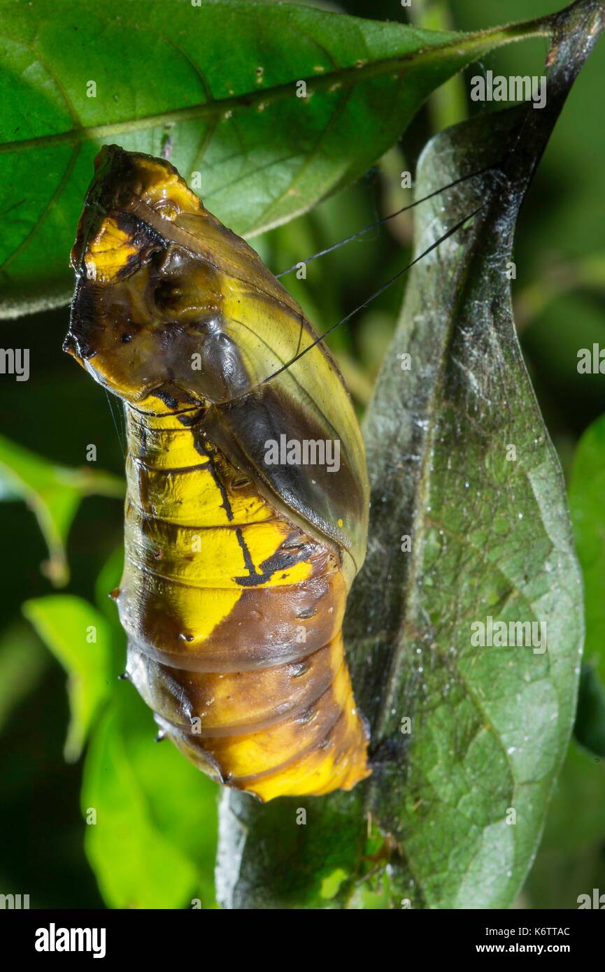 Queen Alexandra Birdwing Butterfly Facts