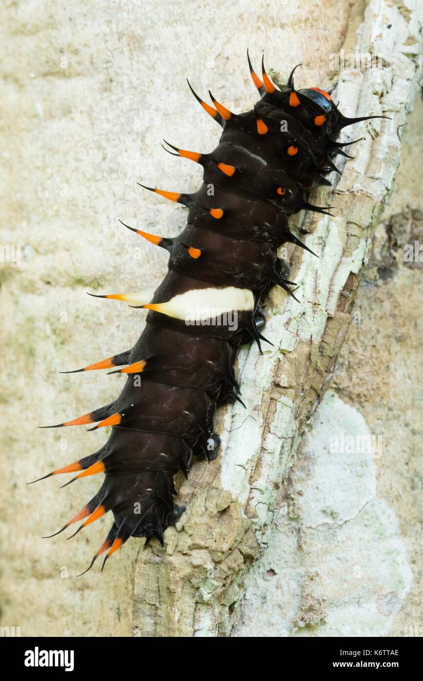 Queen Alexandra Birdwing Butterfly Facts